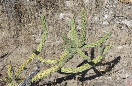 Choya de baja california (Cylindropuntia californica) - PictureThis