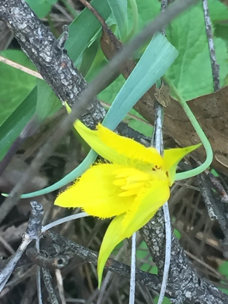 Calochortus monophyllus - PictureThis