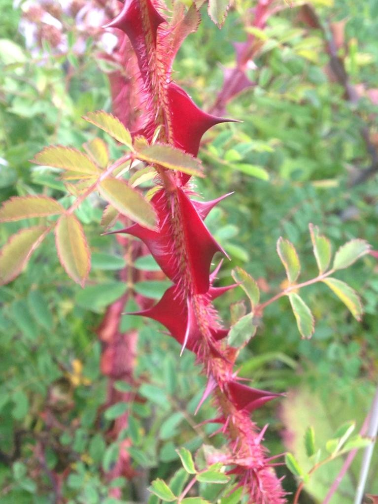 How to Grow and Care for Silky rose