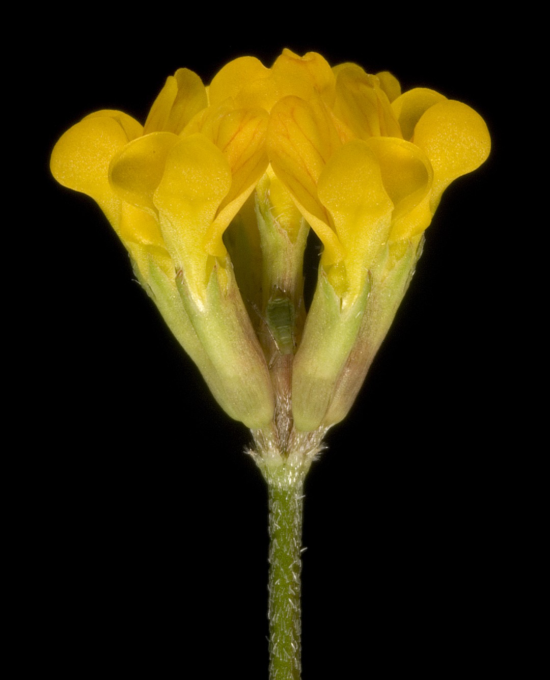 Ornithopus pinnatus - PictureThis