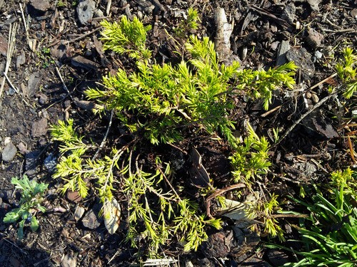 Coleonema pulchrum - PictureThis