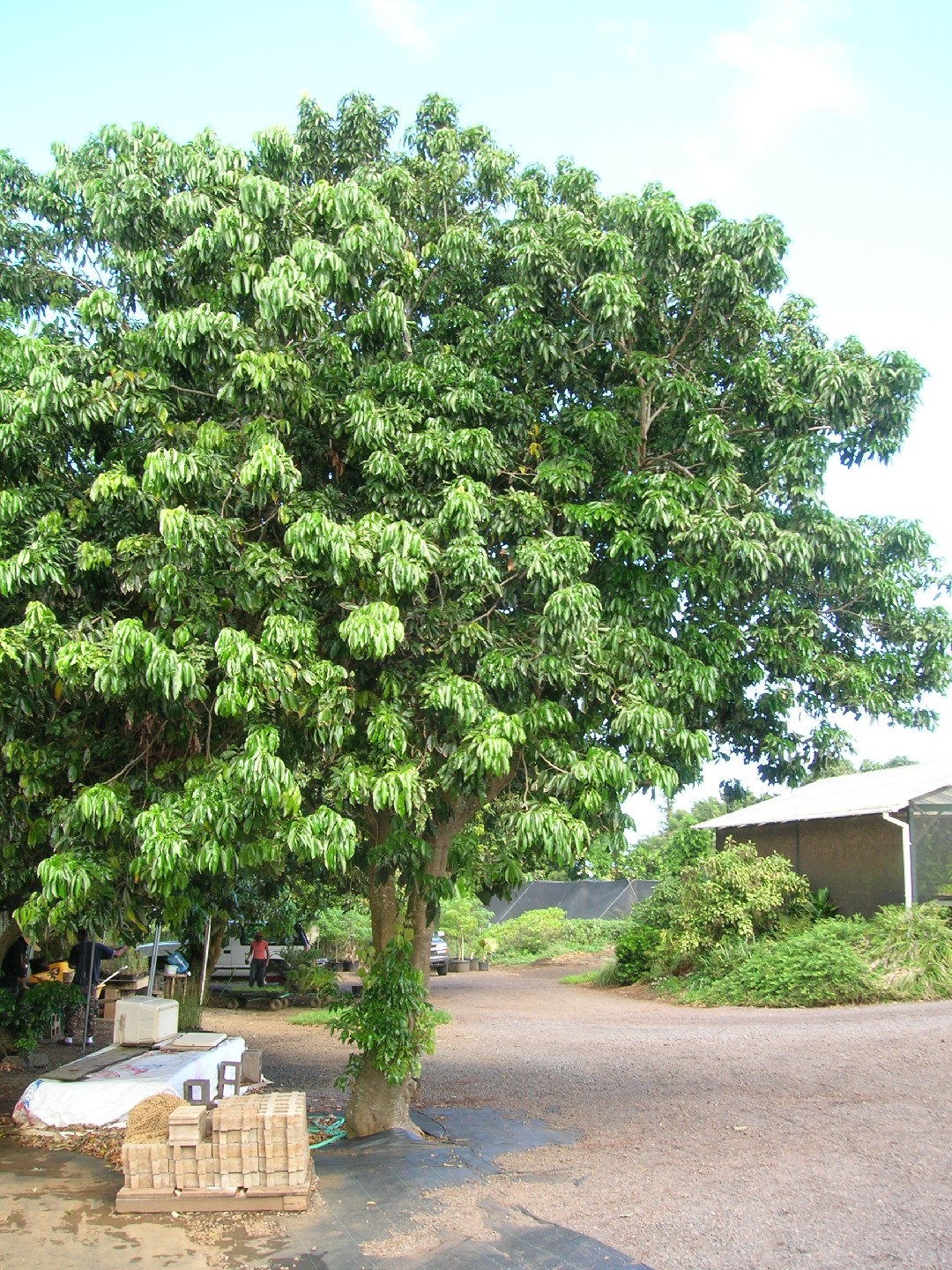 Clerodendrum laevifolium - PictureThis