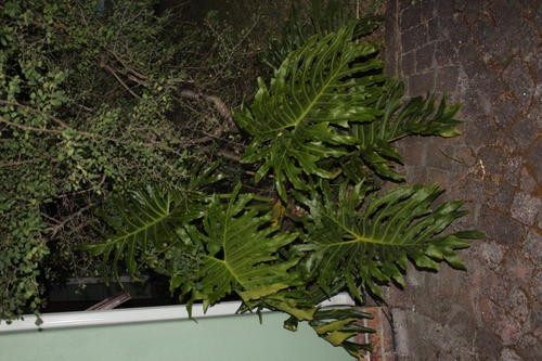 Guaimbê (Philodendron bipinnatifidum) - PictureThis