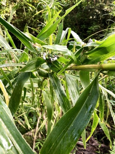 Hiobsträne (Coix lacryma-jobi) - PictureThis