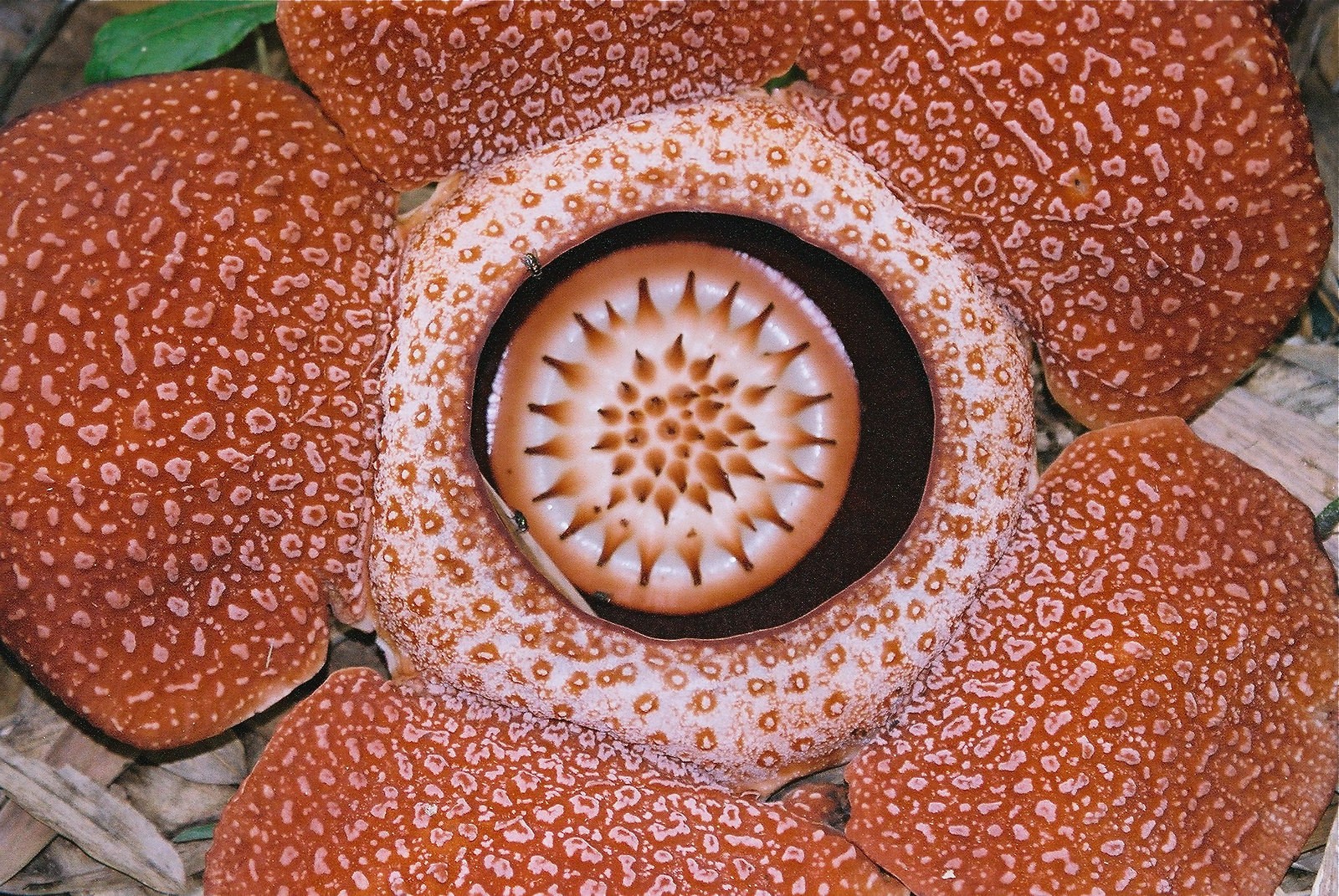 Rafflesia keithii - PictureThis