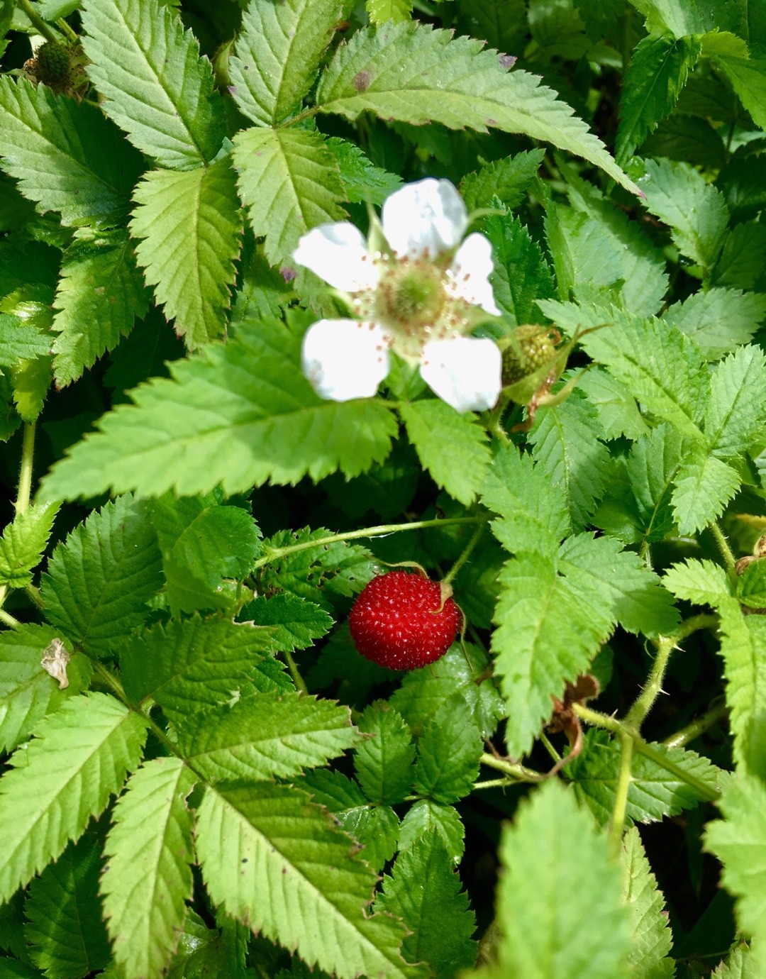 Rubus fraxinifolius - PictureThis