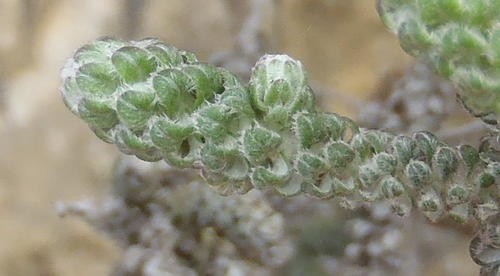 Stoebe muirii Flower, Leaf, Care, Uses - PictureThis