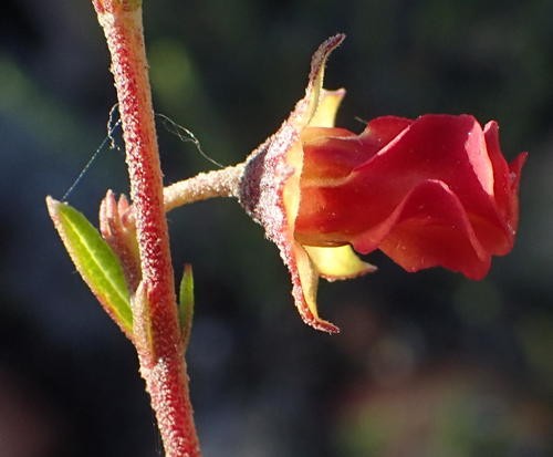 Hermannia flammea - PictureThis