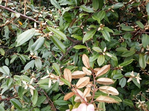 Elaeagnus reflexa - PictureThis