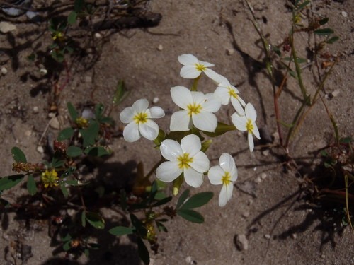 Sebaea exacoides - PictureThis