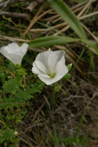 Rauhuia (Linum monogynum) Flower, Leaf, Care, Uses - PictureThis
