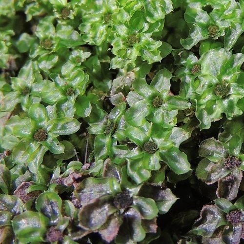 Plagiomnium moss (Plagiomnium ciliare) Flower, Leaf, Care, Uses ...