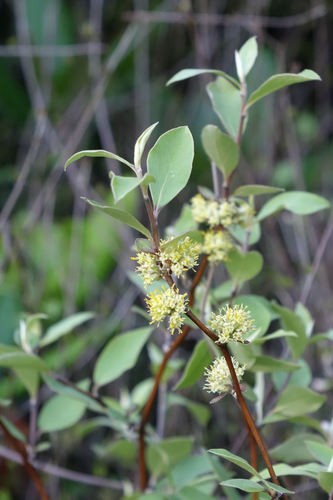 Olearia fragrantissima - PictureThis
