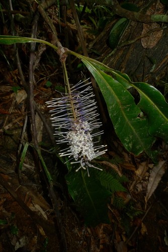 Virotia Care (Watering, Fertilize, Pruning, Propagation) - PictureThis