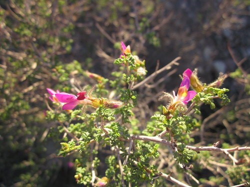 Dalea formosa - PictureThis