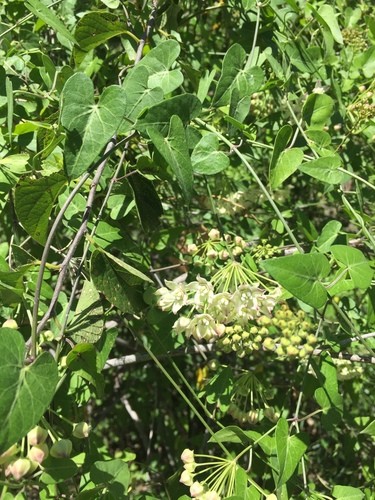 Fringed twinevine (Funastrum cynanchoides) Flower, Leaf, Care, Uses ...