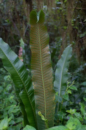 Calaguala de venezuela (Campyloneurum phyllitidis) - PictureThis