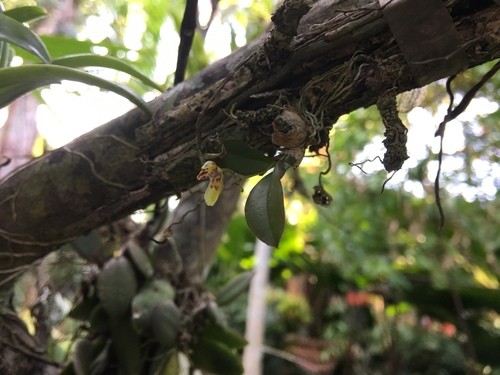 Leochilus labiatus - PictureThis