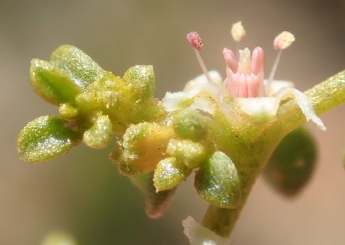 Aizoon papulosum Flower, Leaf, Care, Uses - PictureThis