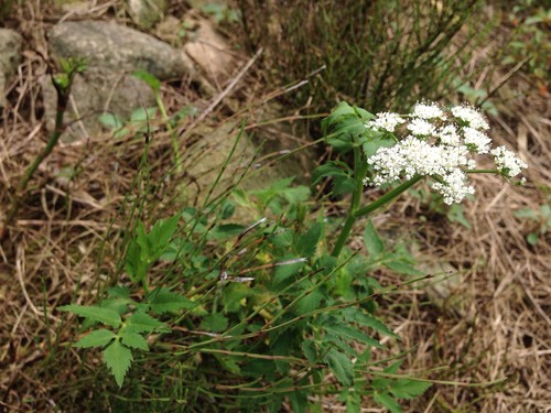 How to Plant and Grow Java waterdropwort(Oenanthe javanica)