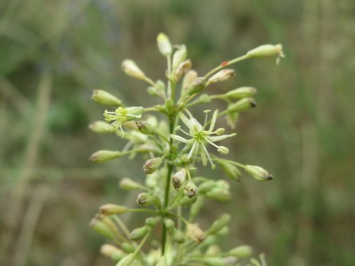 Silene otites - PictureThis