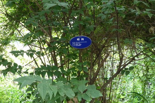 Calicanto (Chimonanthus praecox) - PictureThis