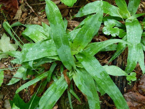 Broad-leaf sedge Care (Watering, Fertilize, Pruning, Propagation ...