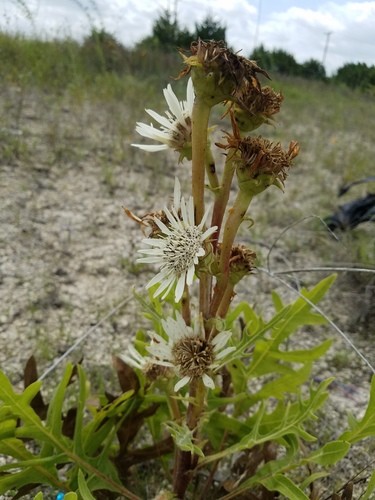 Silphium albiflorum - PictureThis