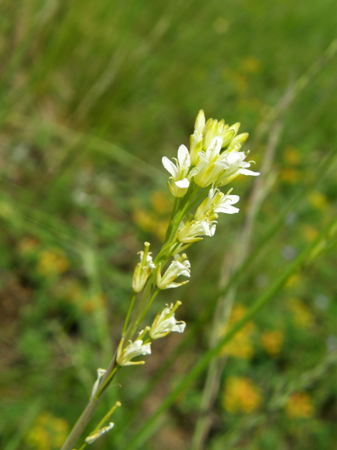 Tower mustard (Turritis) Flower, Leaf, Care, Uses - PictureThis