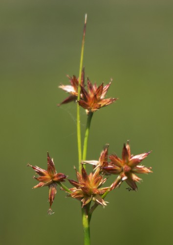 Juncus nodosus - PictureThis