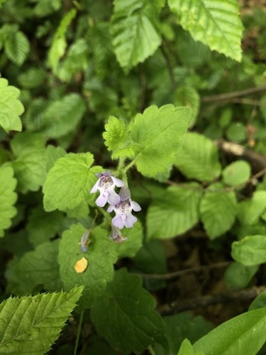 Glechoma hirsuta Flower, Leaf, Care, Uses - PictureThis