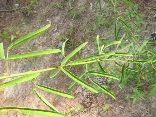 Desmodium strictum - PictureThis