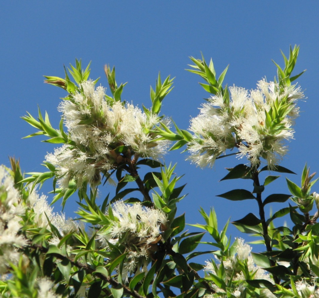 Prickly-leaved paperbark (Melaleuca styphelioides) Flower, Leaf, Care ...