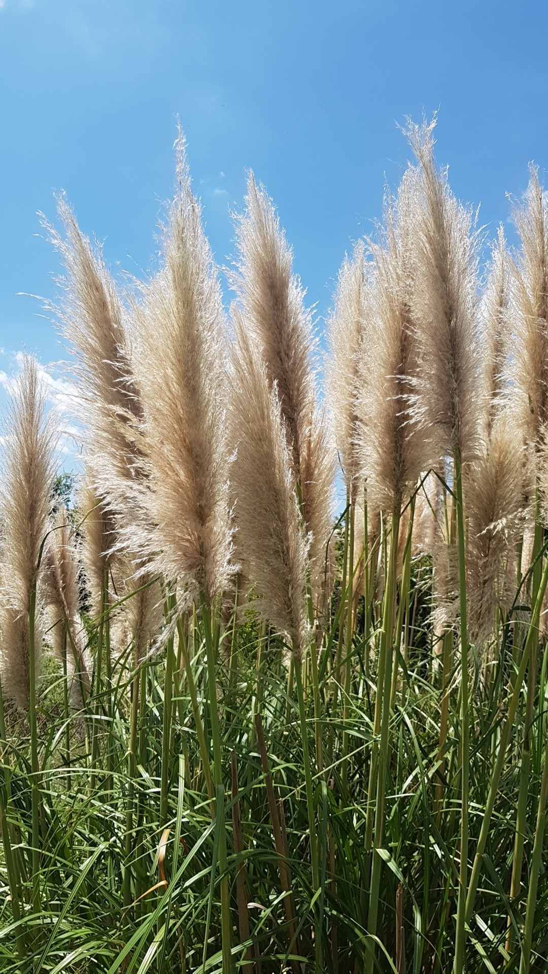 Purple pampas grass (Cortaderia jubata) Flower, Leaf, Care, Uses ...
