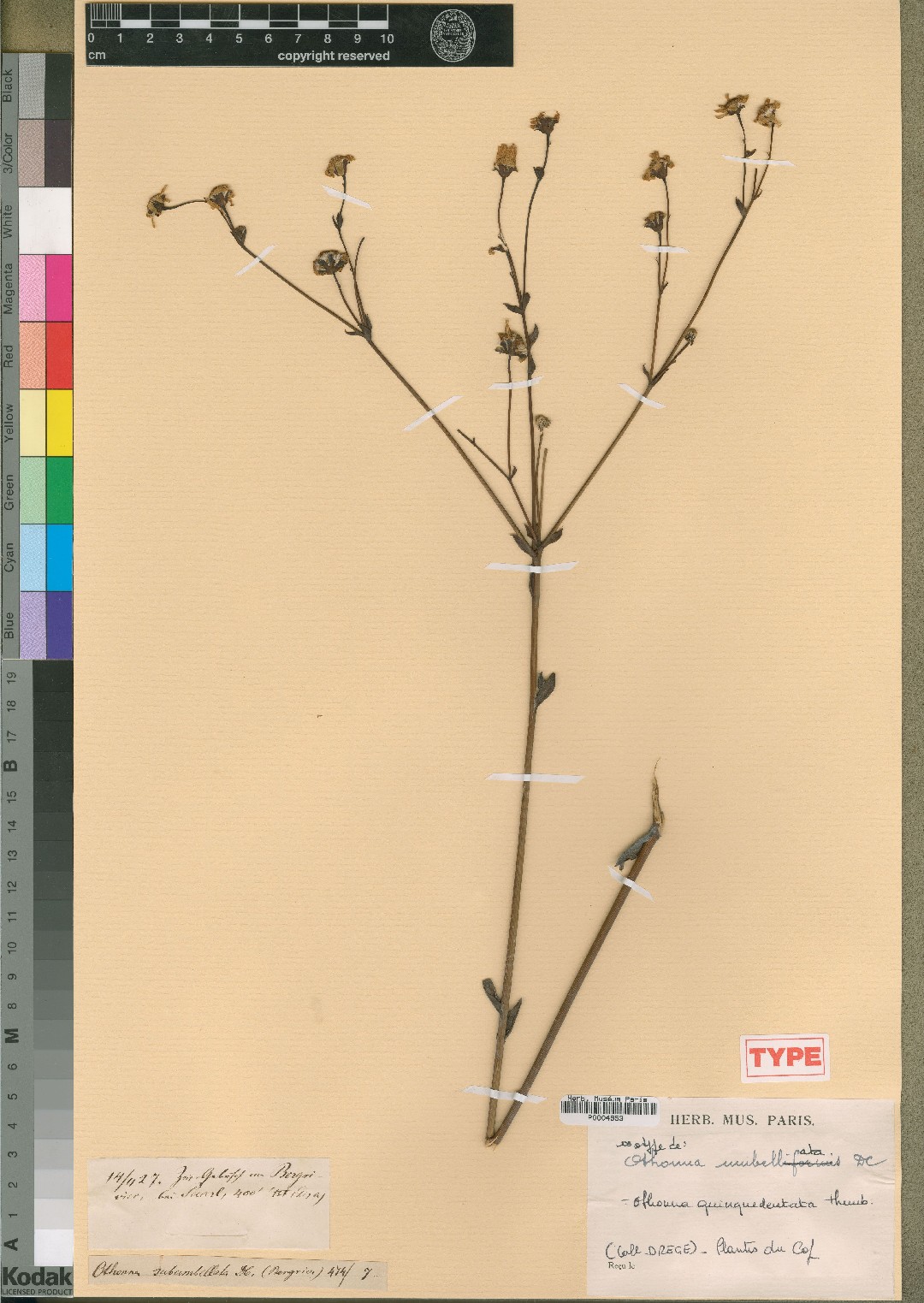Five-toothed baboon cabbage (Othonna quinquedentata) Flower, Leaf, Care ...