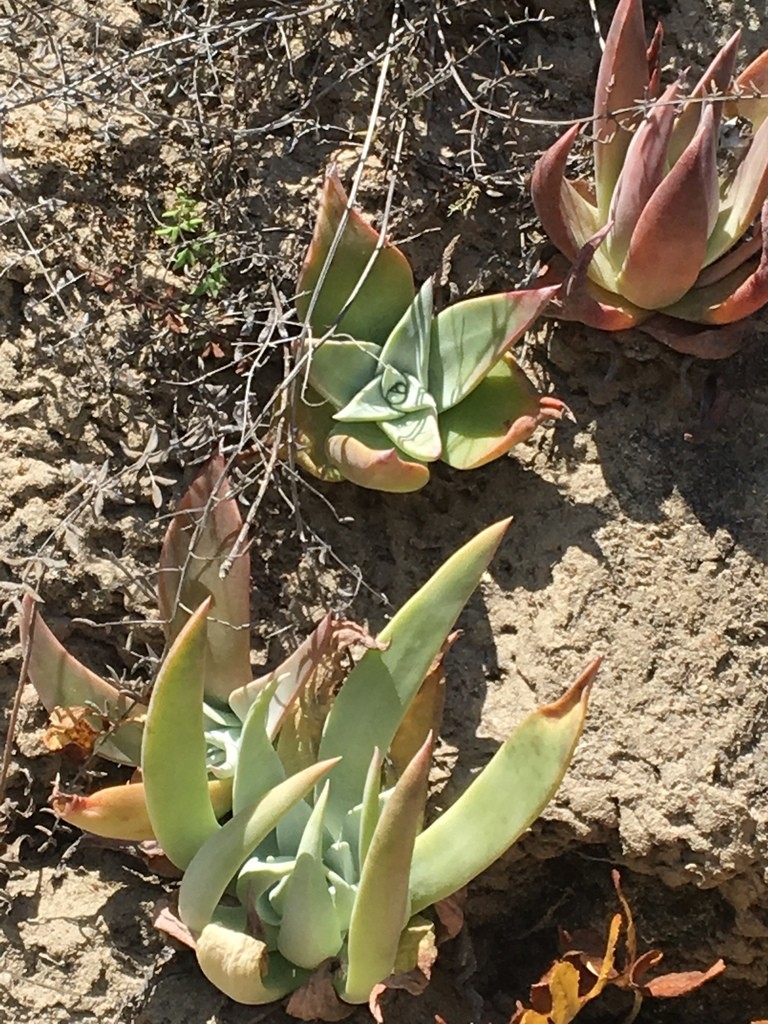 Dudleya palmeri - PictureThis