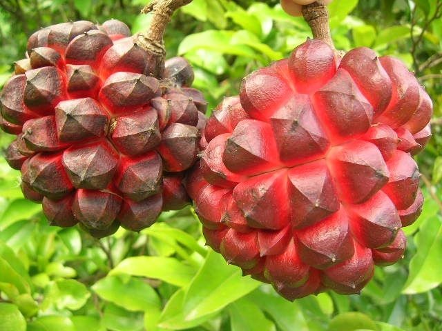 Duguetia calycina Flower, Leaf, Care, Uses - PictureThis