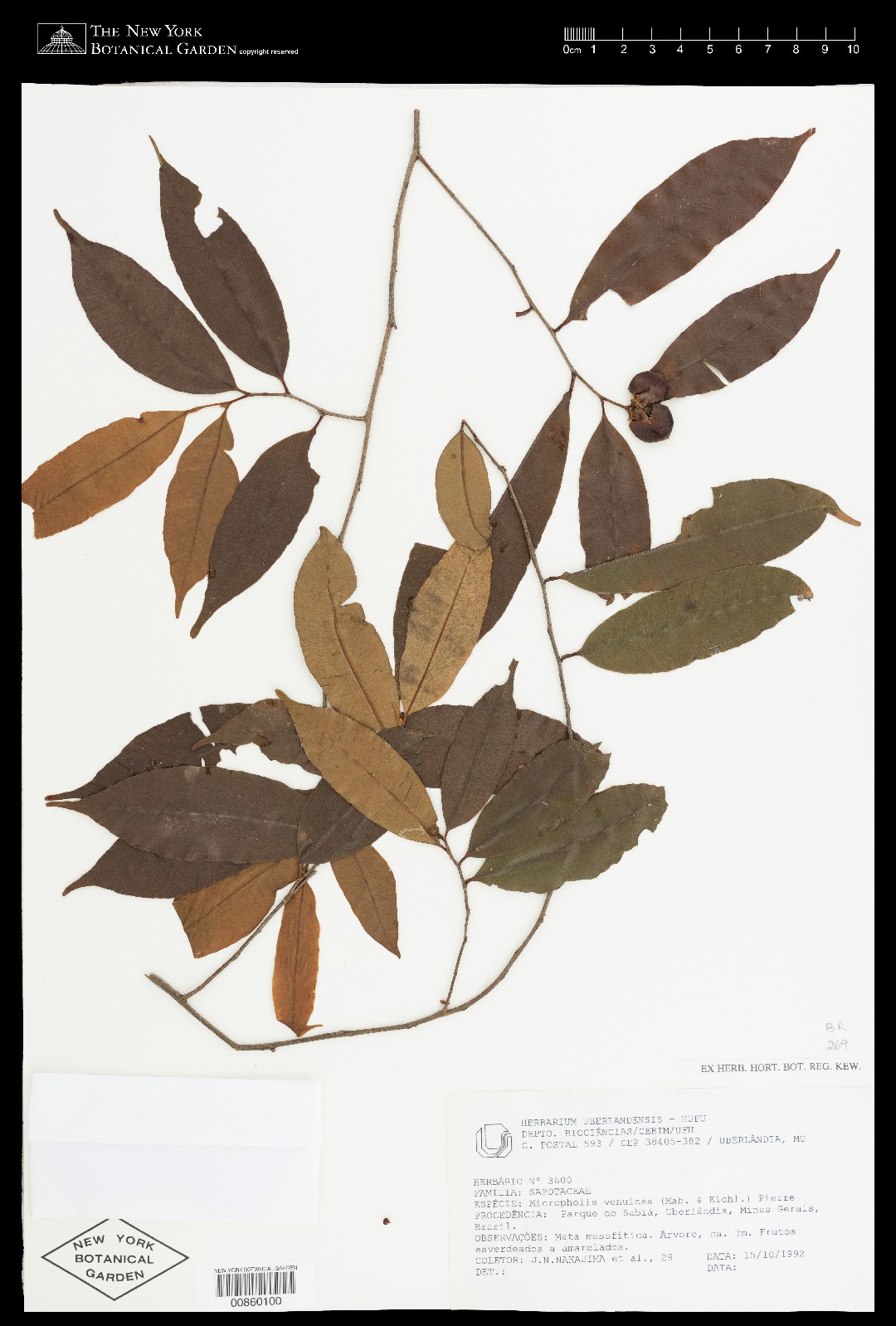 Micropholis venulosa Flower, Leaf, Care, Uses - PictureThis