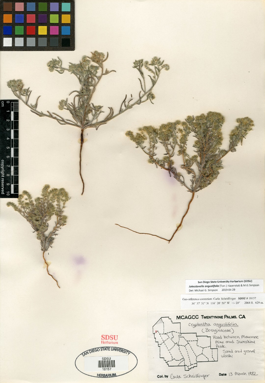 Johnstonella angustifolia - PictureThis