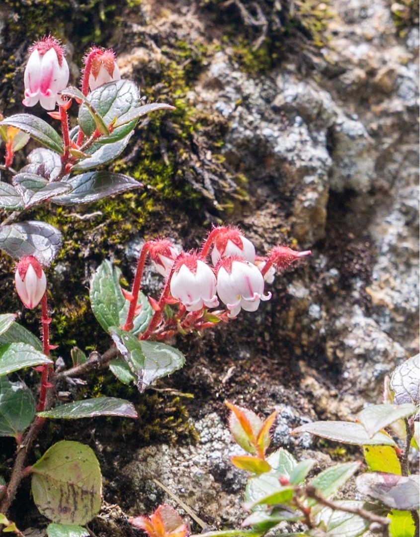 Arrayanes (Gaultheria) - PictureThis