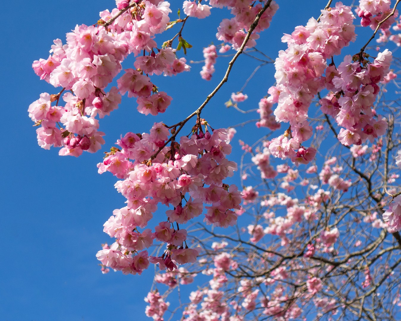 Flor de cerezo (Prunus subhirtella) - PictureThis