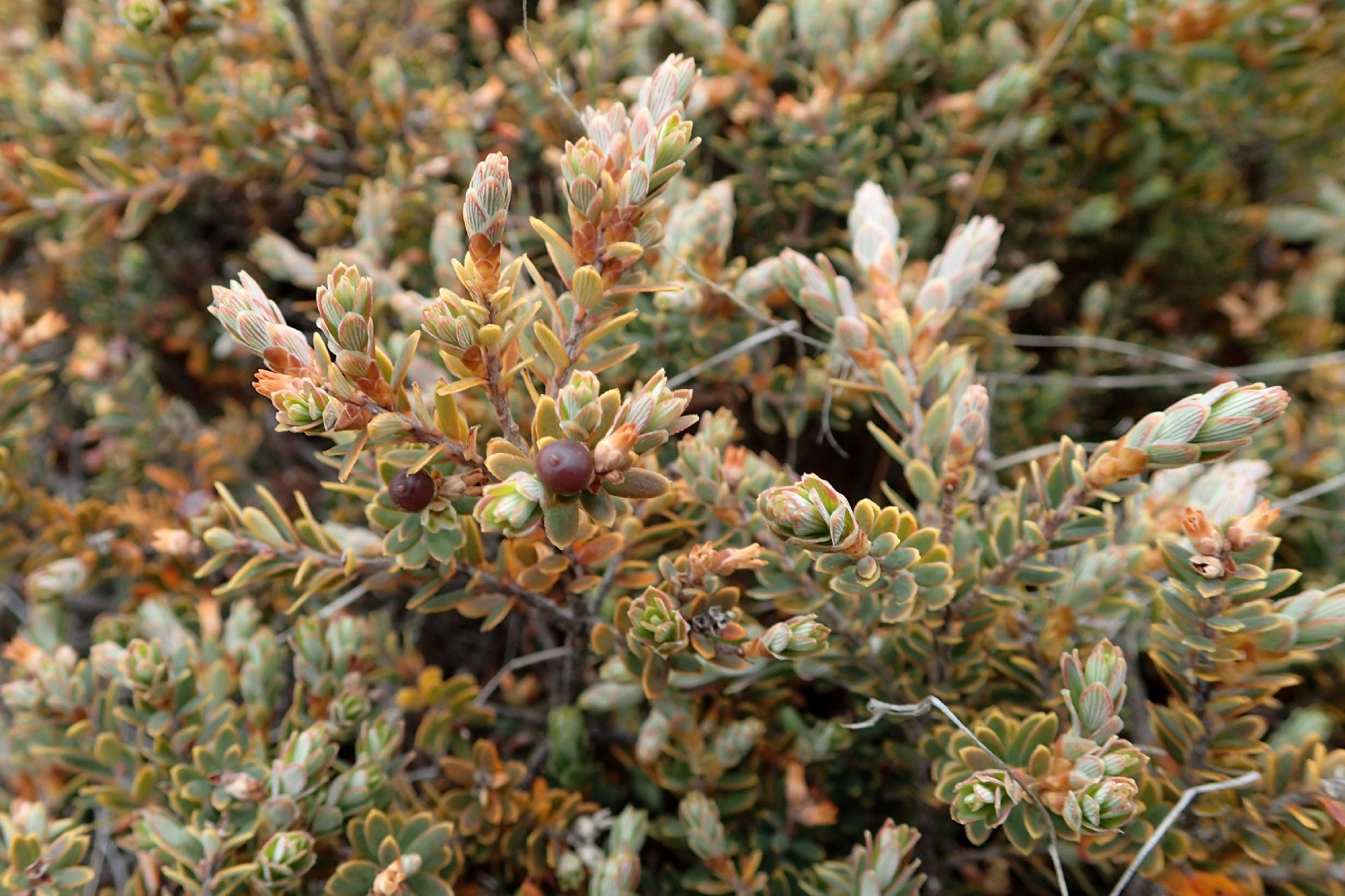 Acrothamnus colensoi - PictureThis