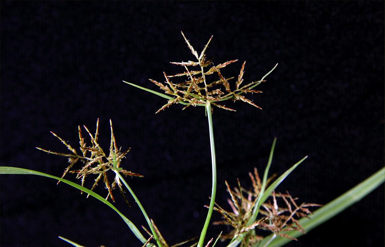 Cyperus distans - PictureThis
