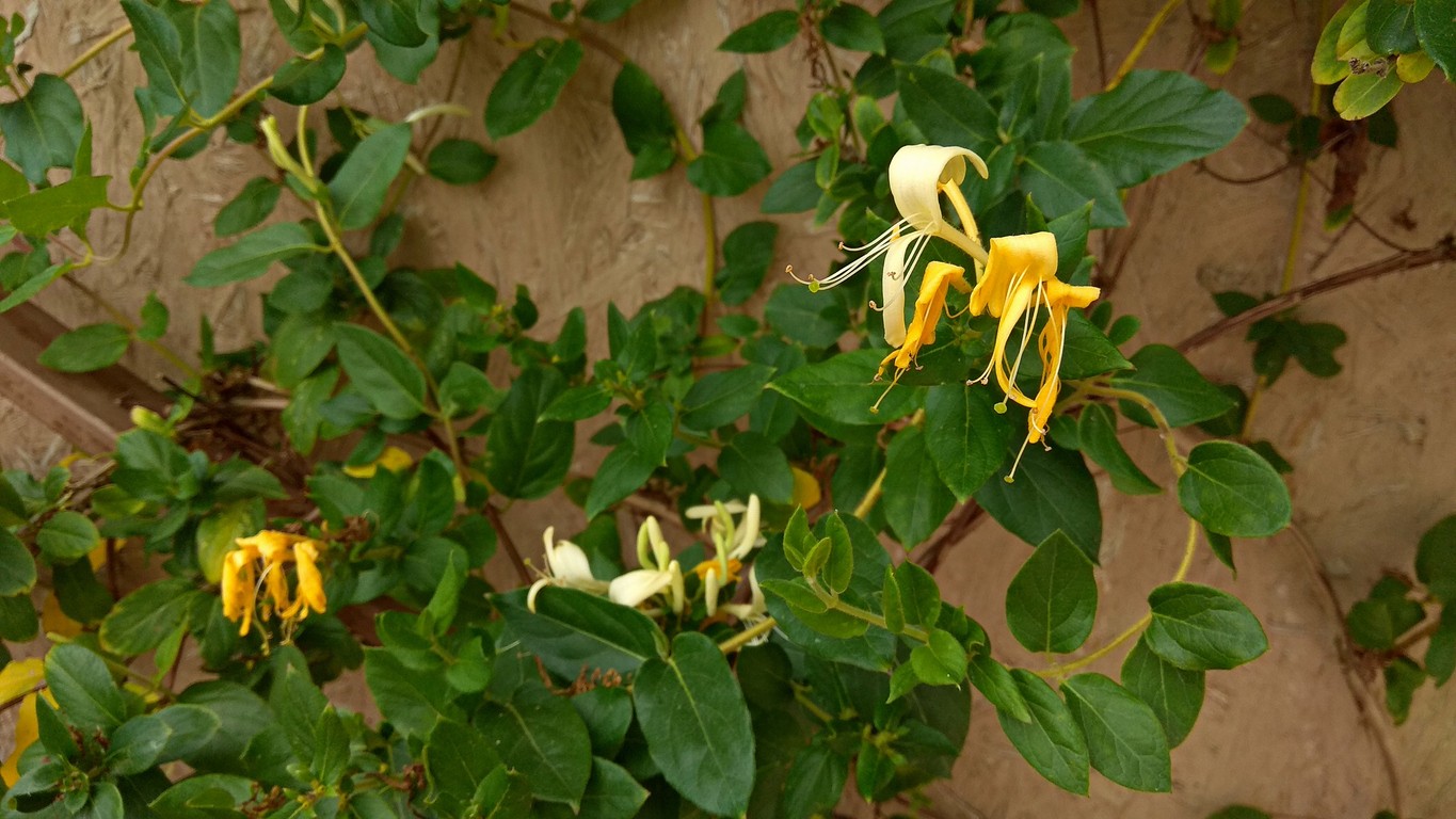 🌿 How to Transplant Japanese honeysuckle 'Hall's Prolific'? (Ideal time ...