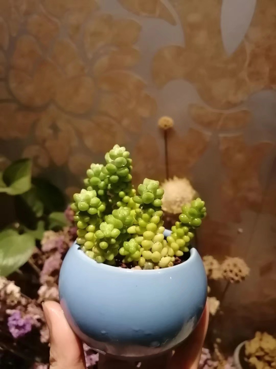 Cola de burro (Sedum burrito) - PictureThis