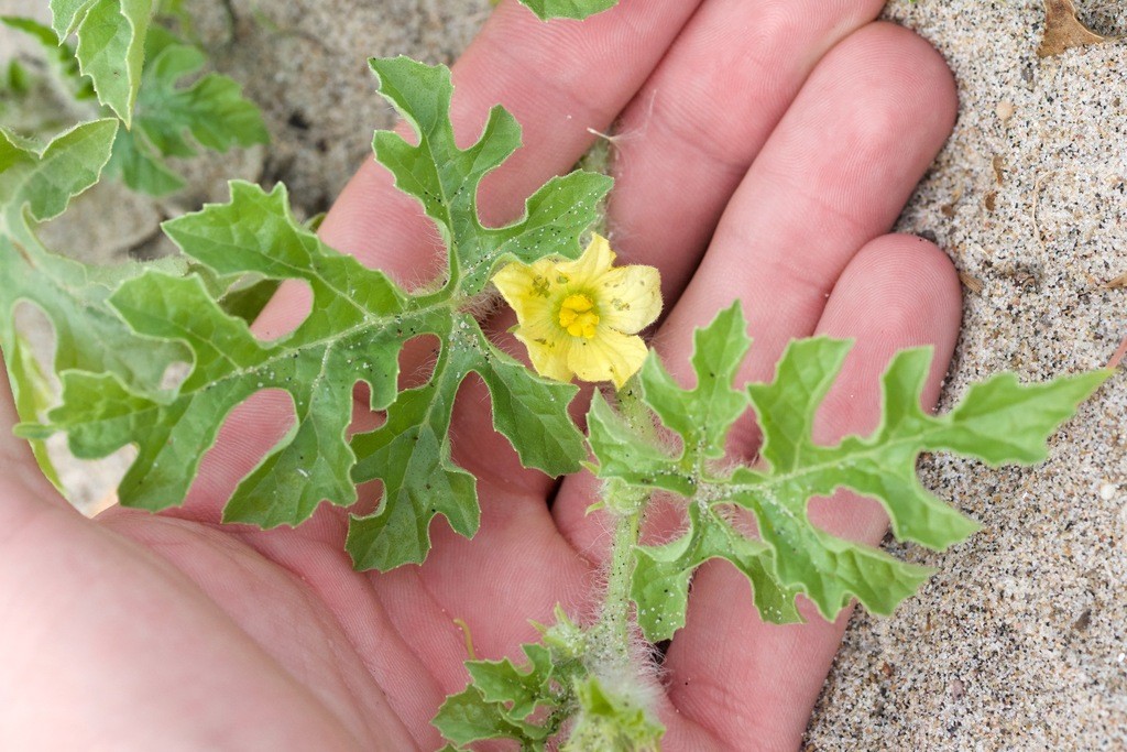 Watermelon (Citrullus lanatus) Flower, Leaf, Care, Uses - PictureThis