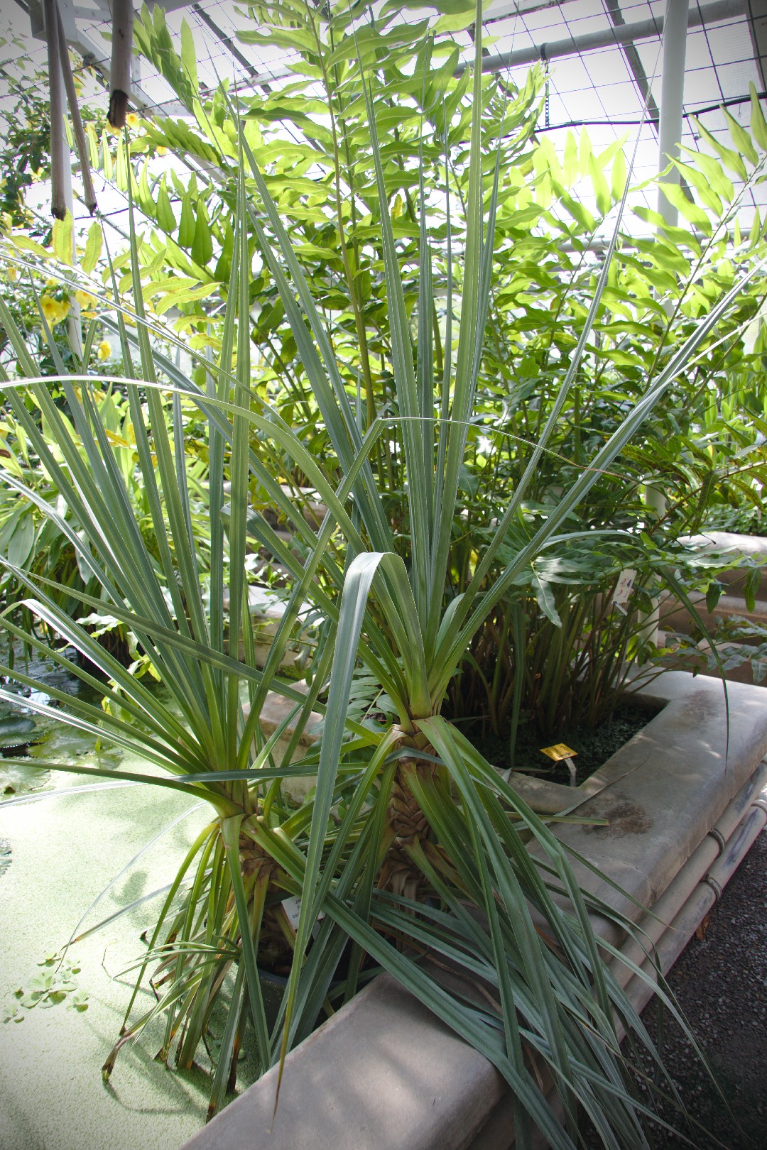 Palmiet (Prionium serratum) Flower, Leaf, Care, Uses - PictureThis