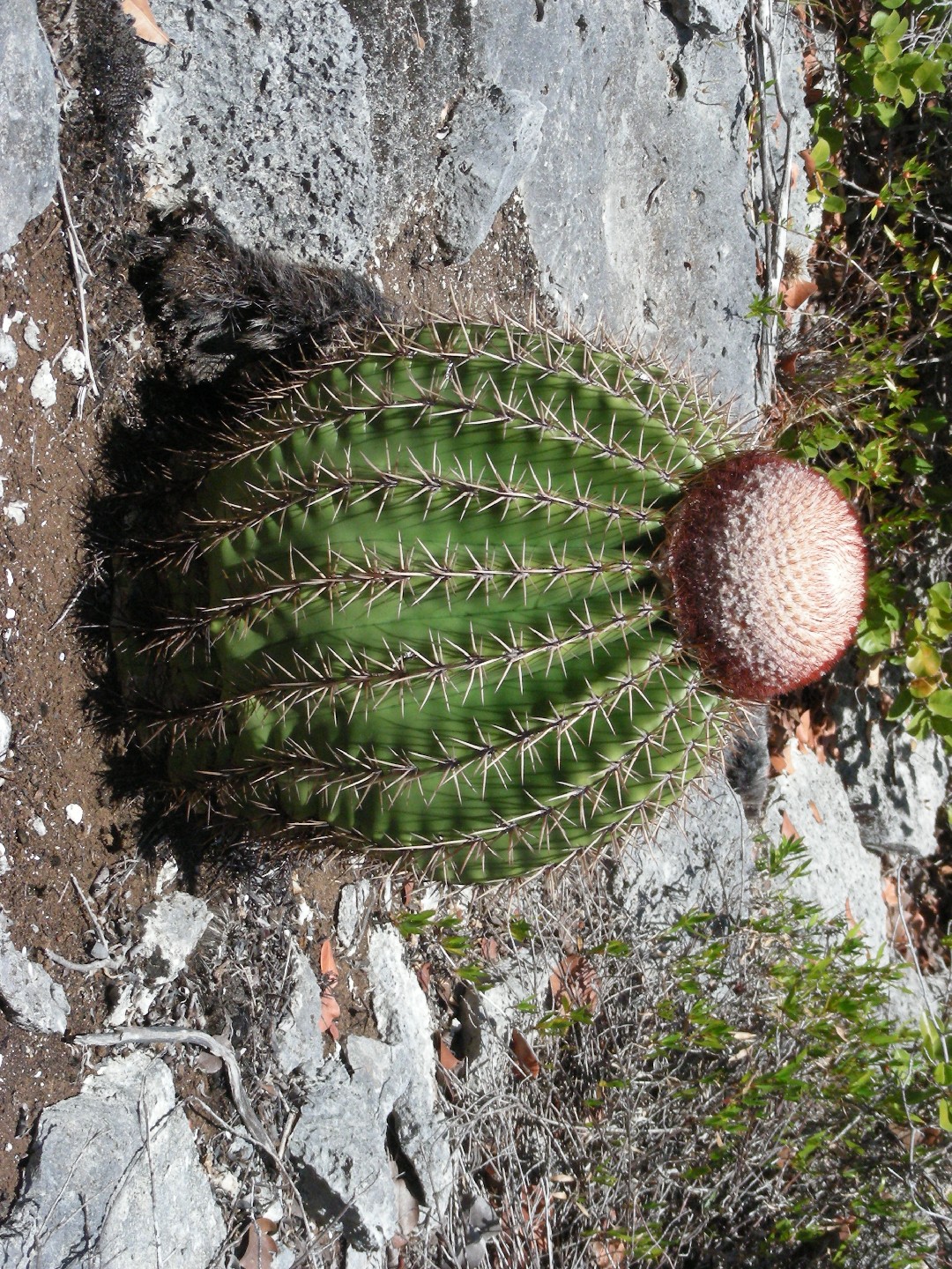 How to Plant and Grow Turk's Cap (Melocactus intortus)