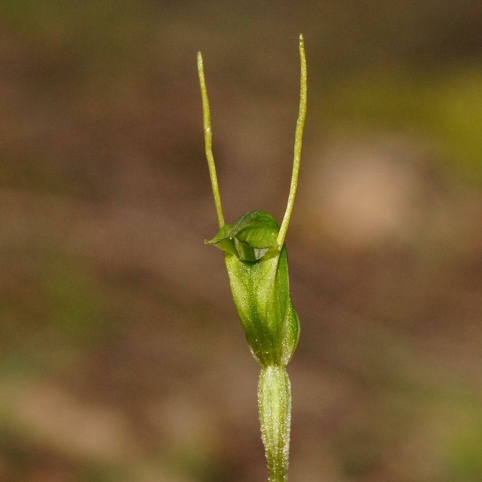 Dwarf snail orchid (Pterostylis nana) Flower, Leaf, Care, Uses ...