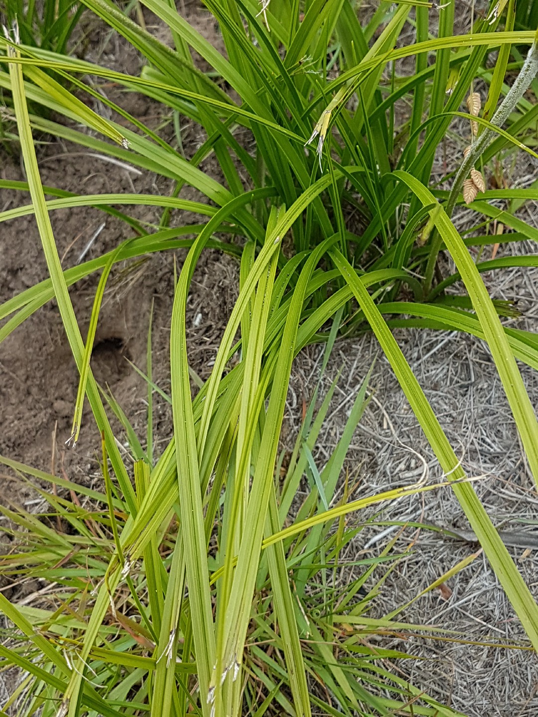 Lanaria lanata - PictureThis